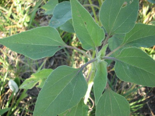 Sunflower Seedling Identification